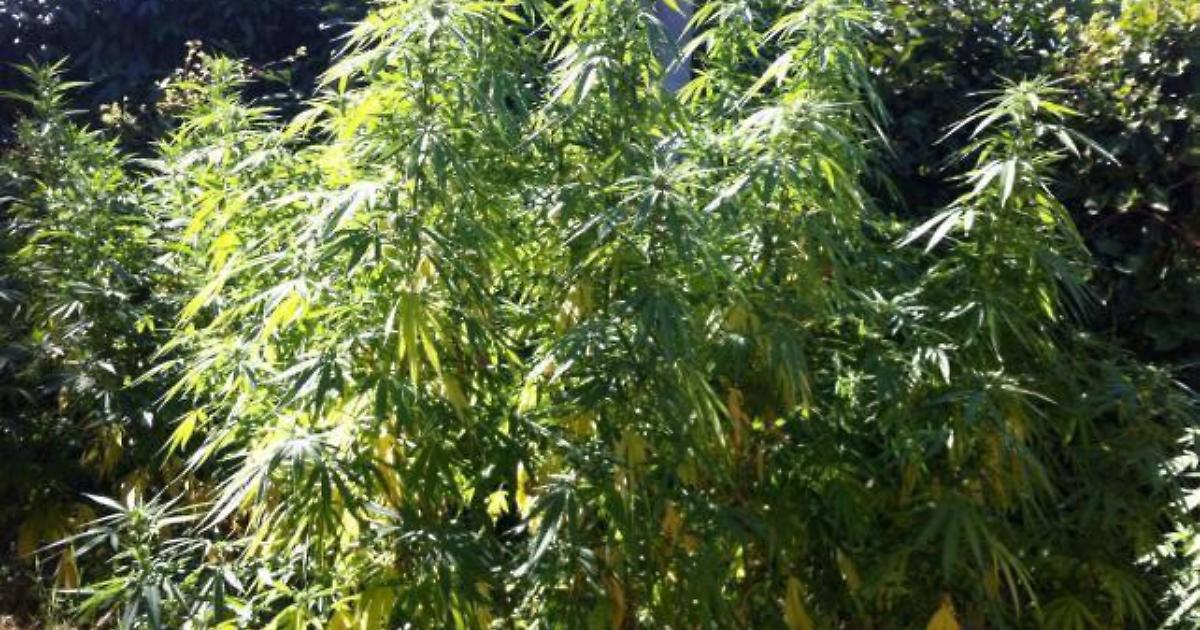 Coltivazione di canapa indiana scovata grazie all'elicottero - Latina Oggi