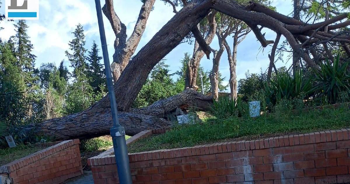 Tromba d'aria, nessuno rimuove il pino abbattuto dal vento - Latina Oggi