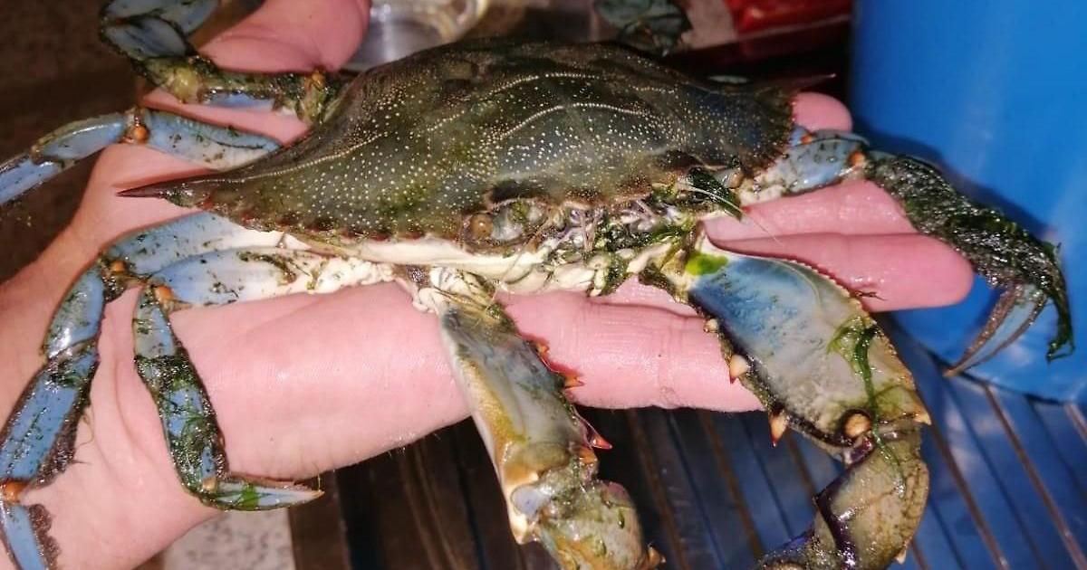 Un tavolo di lavoro per arginare la proliferazione del granchio blu ...