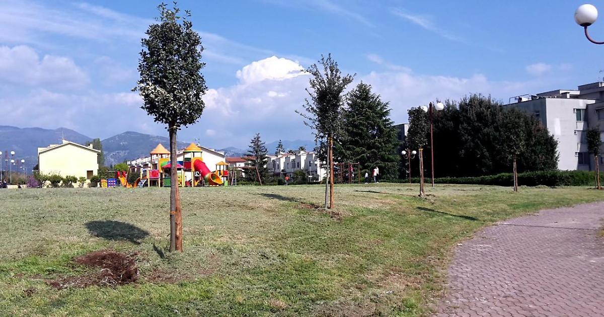 Arrivano 30 nuovi lecci nel parco Giovanni Paolo II di San Valentino ...