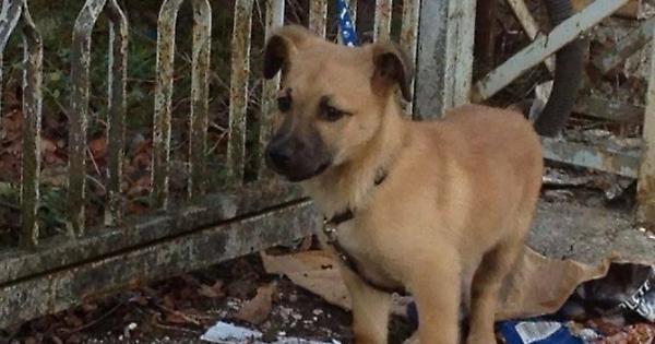 "Alba dog" e tutela degli animali: una "casa" in arrivo per i cani ...