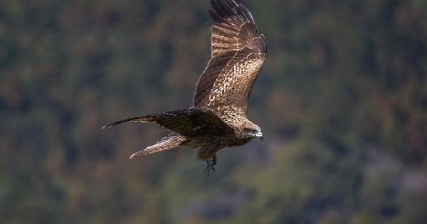 Cacciavano rapaci nei boschi, le indagini - Latina Oggi