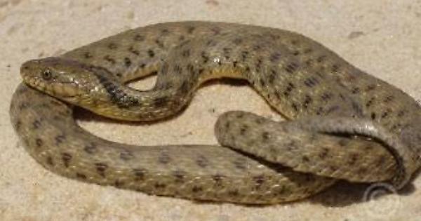 Allarme in spiaggia per la presenza di un serpente - Latina Oggi