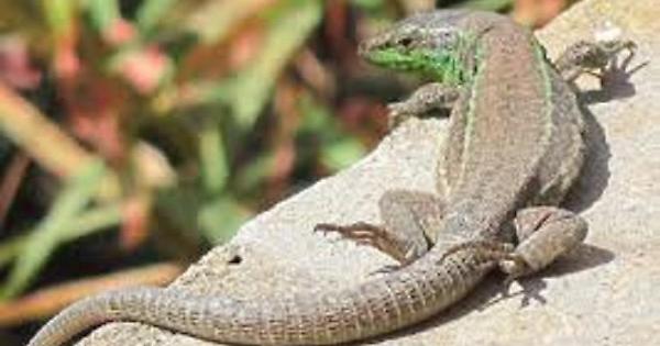 Isole pontine, scoperta una nuova specie di lucertola - Latina Oggi